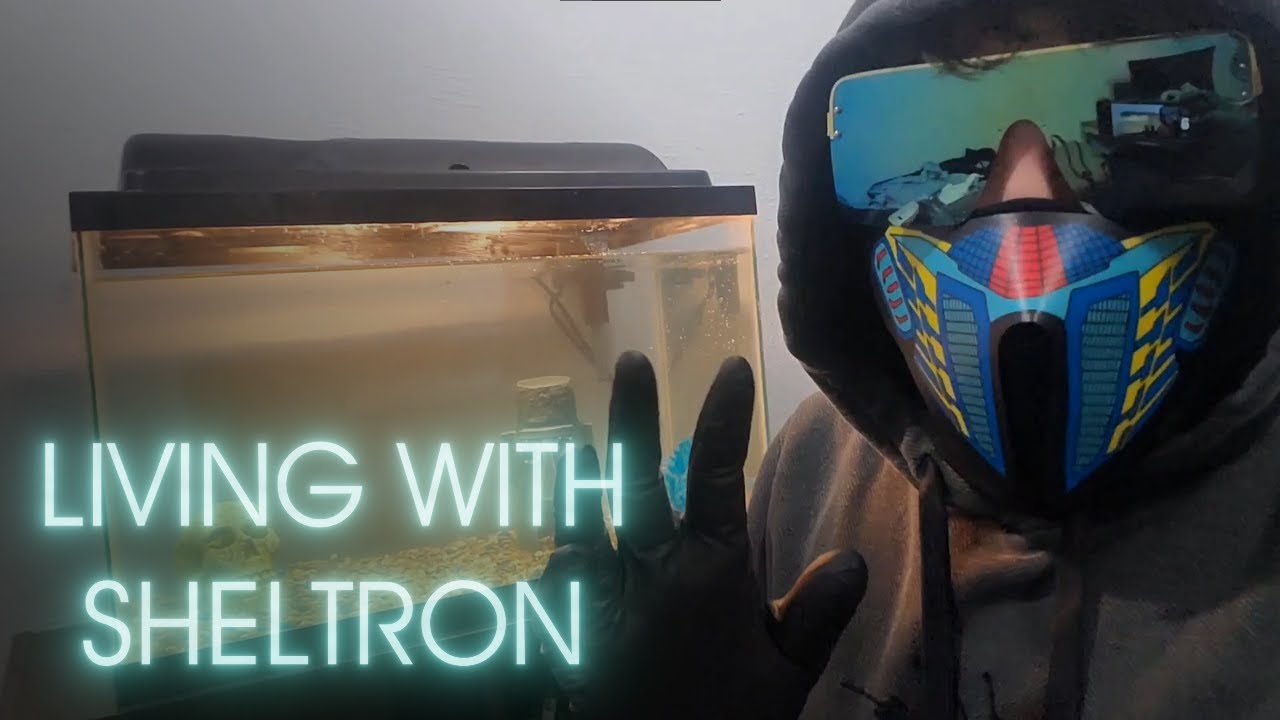 Living With Sheltron | Episode 7 - YouTube