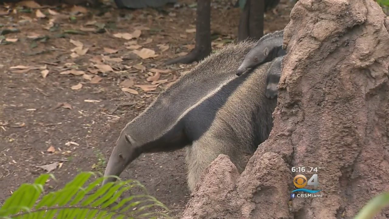 First Giant Anteater Born At Zoo Miami Makes Public Debut - YouTube