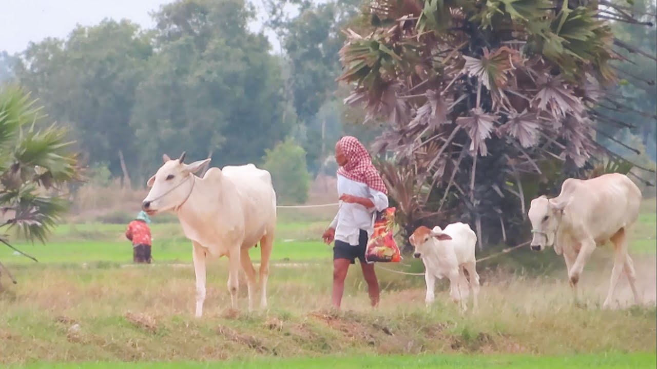 The shepherd arrived as the cows were being herded into the stable ...