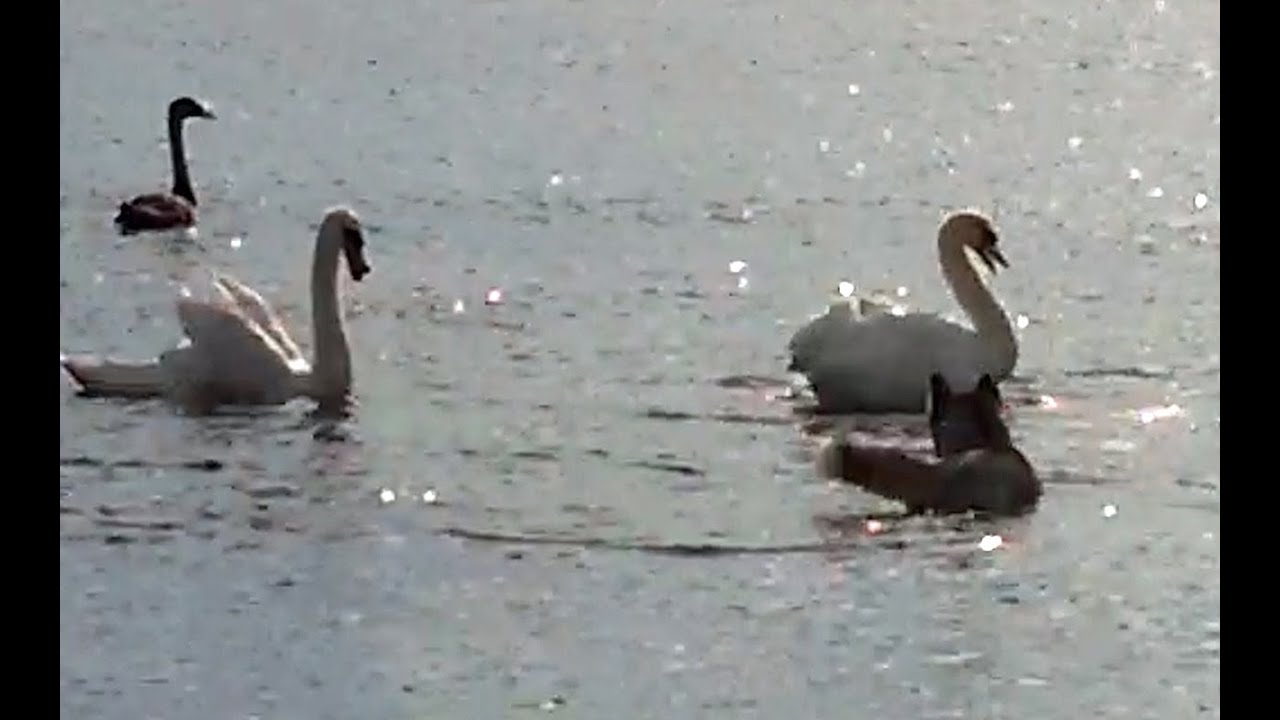 Lihkku attack Swan Siberian Husky vs Swan Recording with the cellphone ...