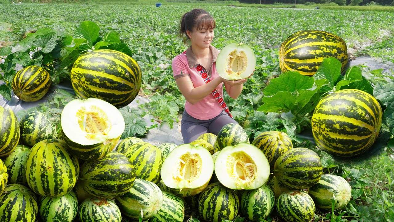 Harvesting Melon Go To Market Sell, Weeding Preparing Harvest Rice | Phương - Free Bushcraft ...