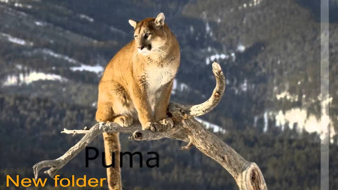 Savanele,padurile galerii si semideserturile - YouTube