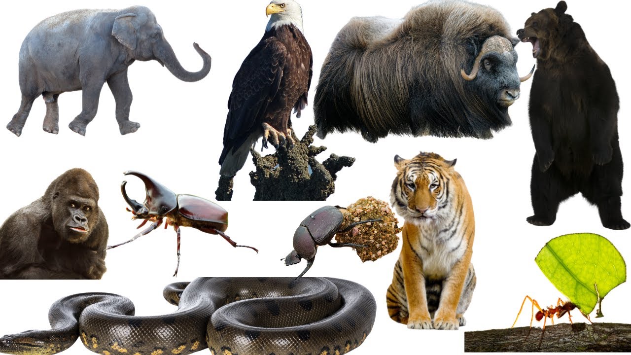 Top 10 Strongest Animals in the World: From African Elephants to ...