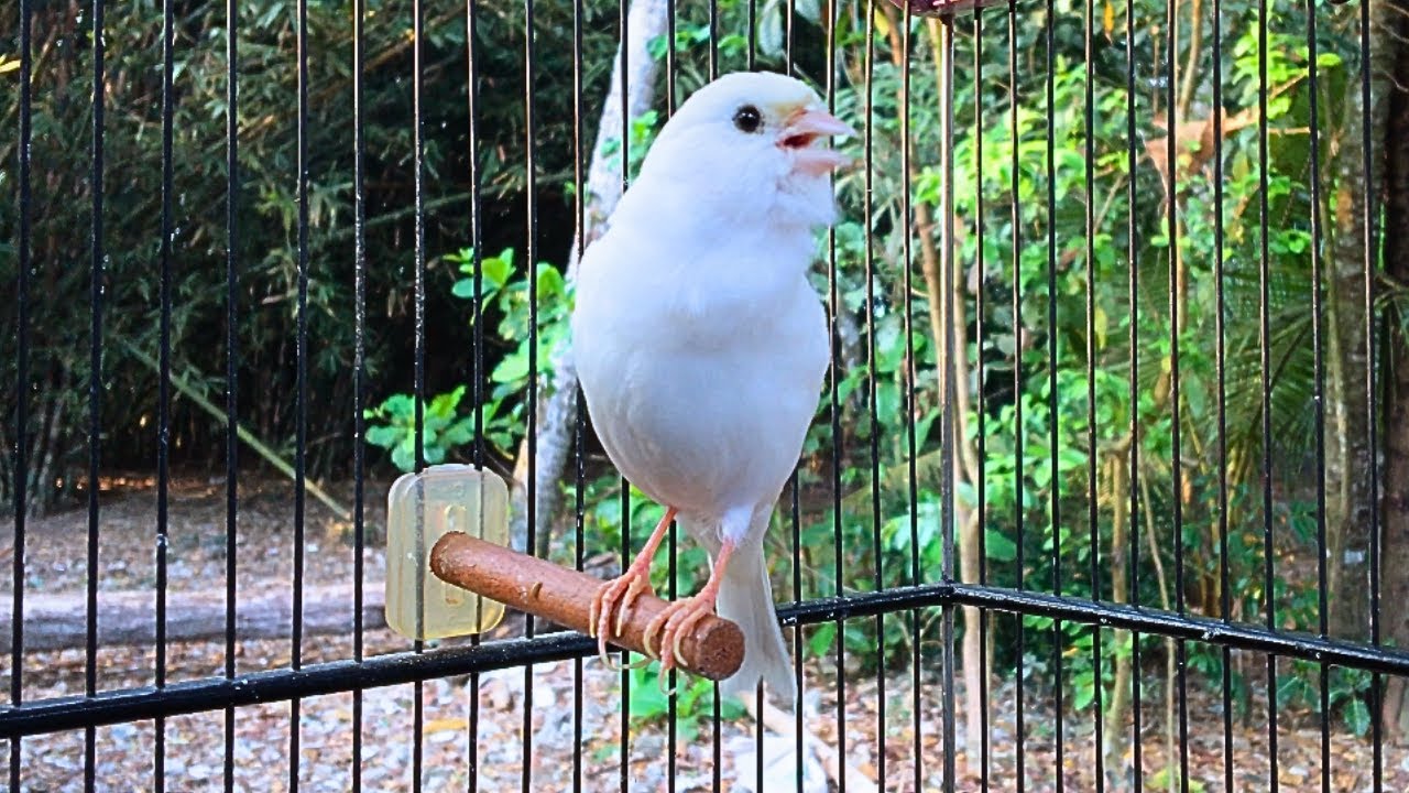 Belgian Canary Singing Bird Sounds Its The Best - YouTube