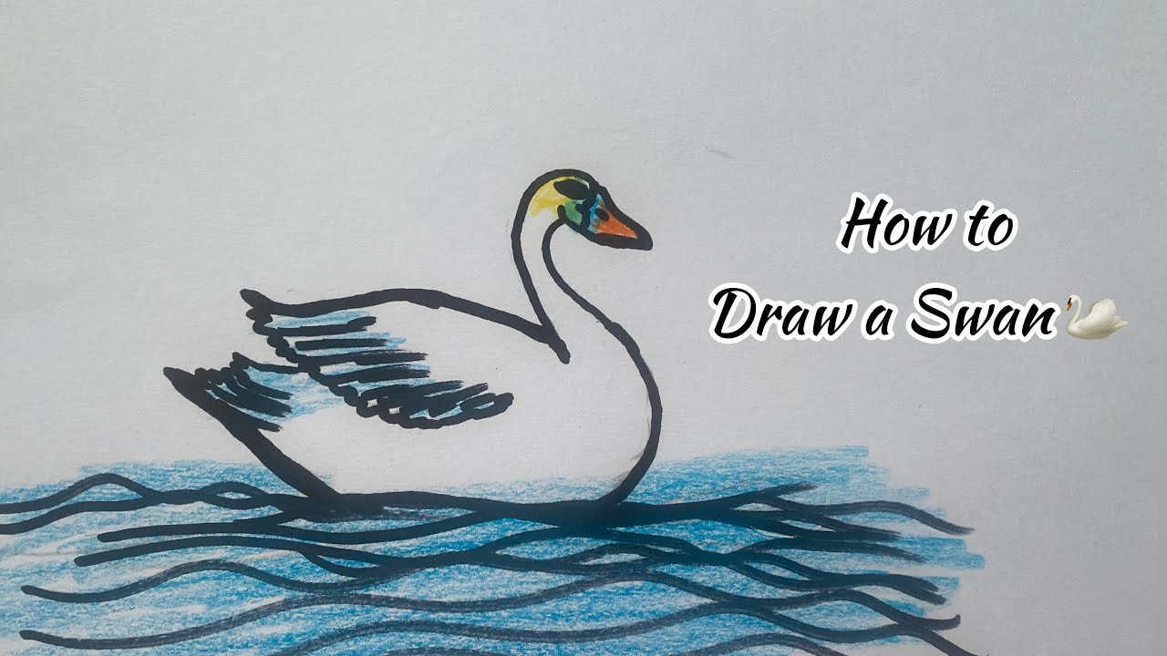 How to draw a Swan step by step (very easy) || Art video - YouTube