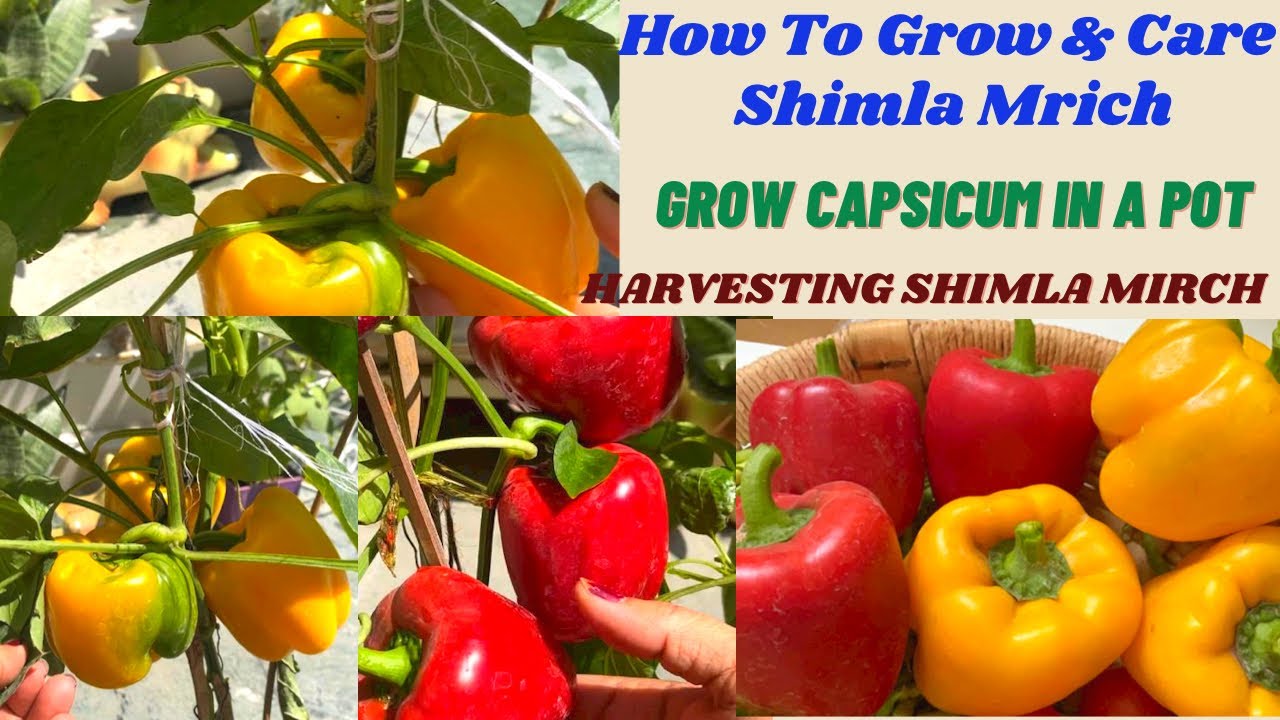 How To Grow & Care Shimla Mirch/Bell Pepper/Capsicum at Home ...