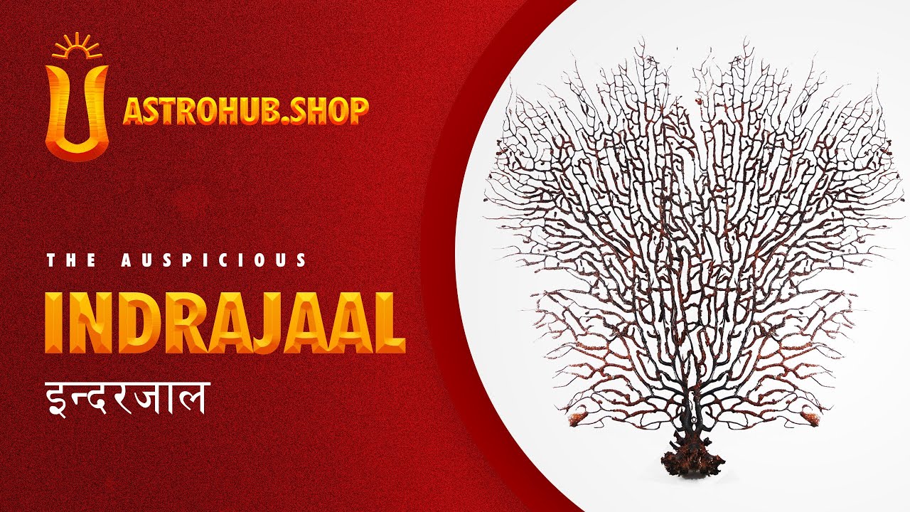इंद्रजाल क्या है ?? | Indrajal Ke Fayde | Indrajal Vanaspati | Indarjal ...