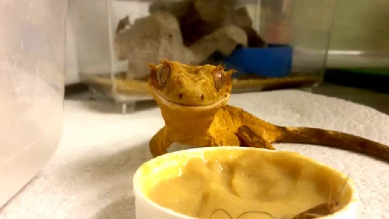 Echo the gecko - YouTube