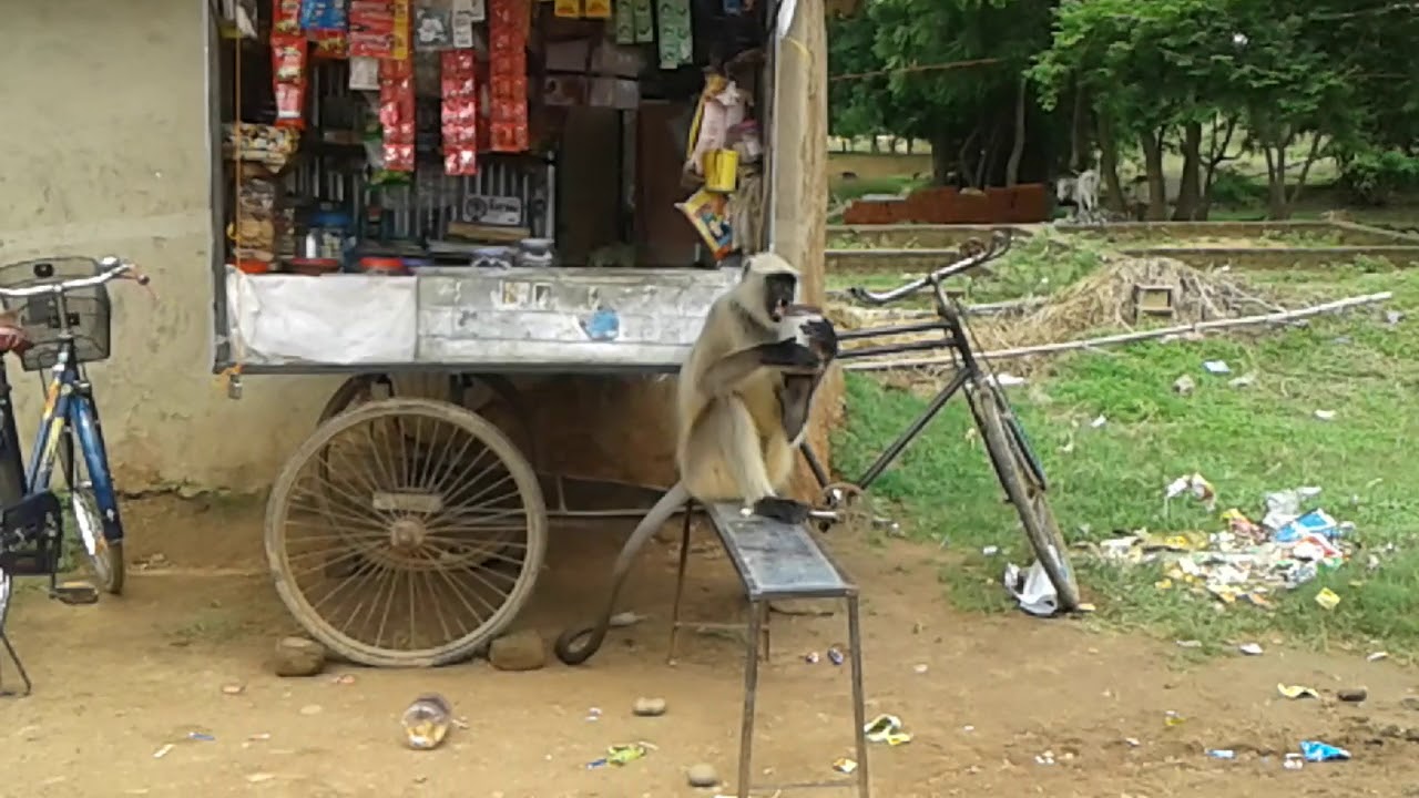 Monkey in the shop - YouTube