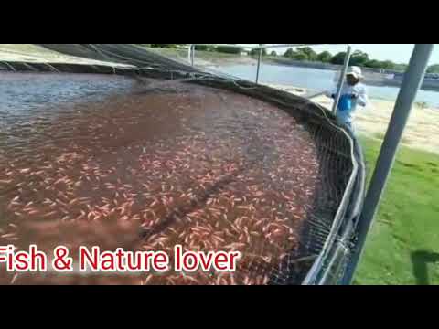 Tilapia culture# biofloc technology# intensive aquaculture system - YouTube