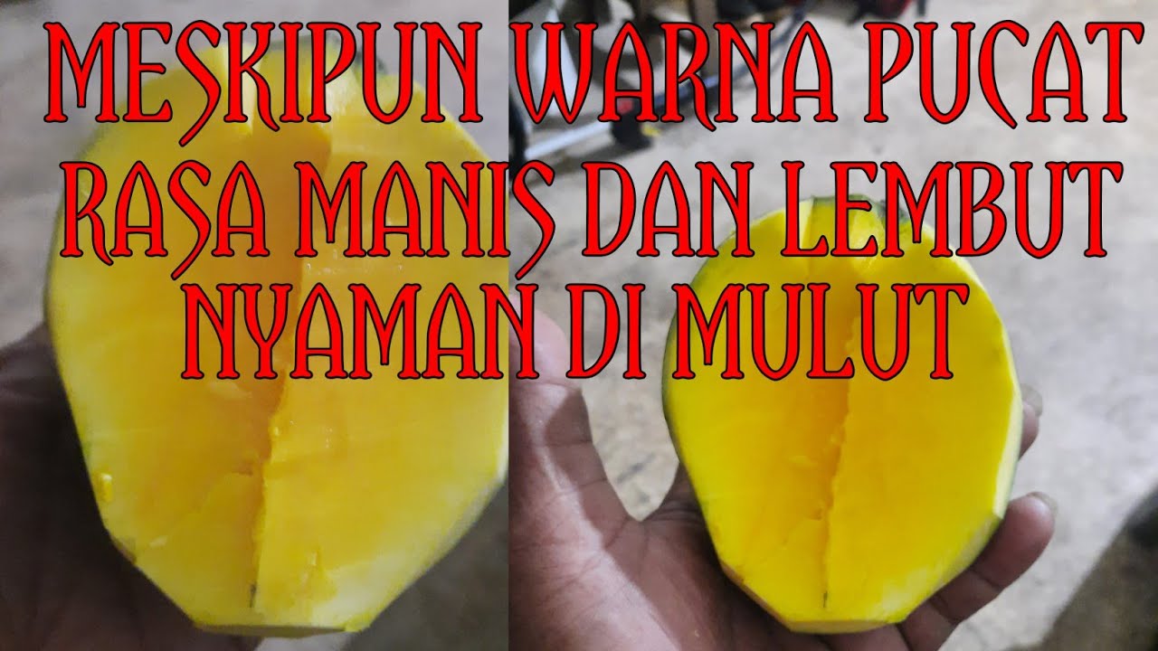 mangga mateng kriuk kriuk manis tida berserat ( madu anggur) - YouTube