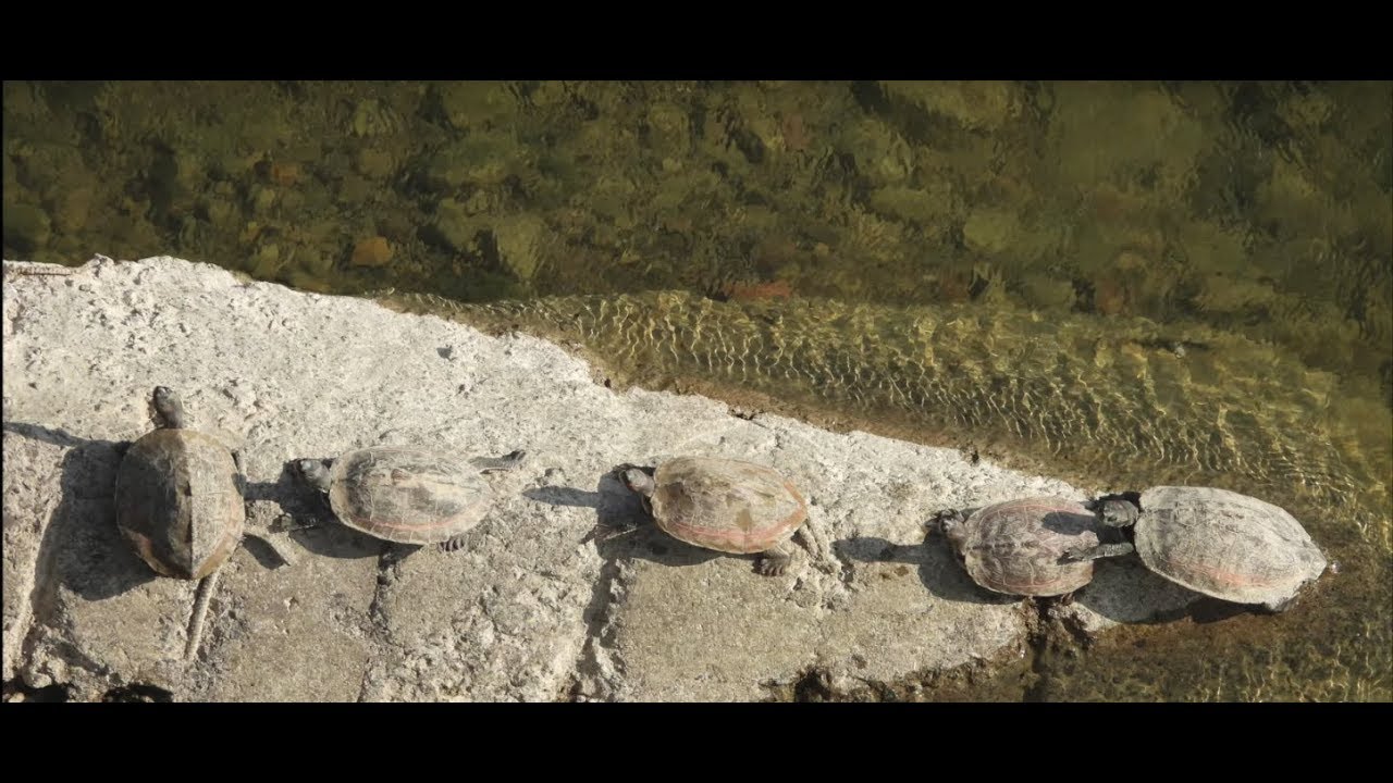 A bunch of turtles lined up next to Chambal River in Madhya Pradesh ...