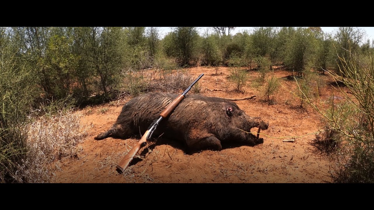 Best Pig Hunting Dogs Australia at Terry Chaney blog