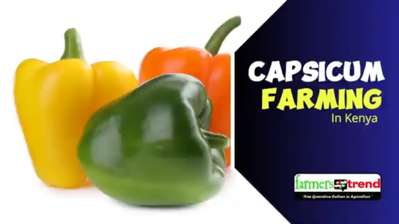 Capsicum Farming In Kenya - YouTube
