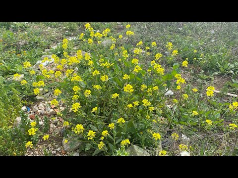 Hardal otu ve tohumları yemeği faydaları