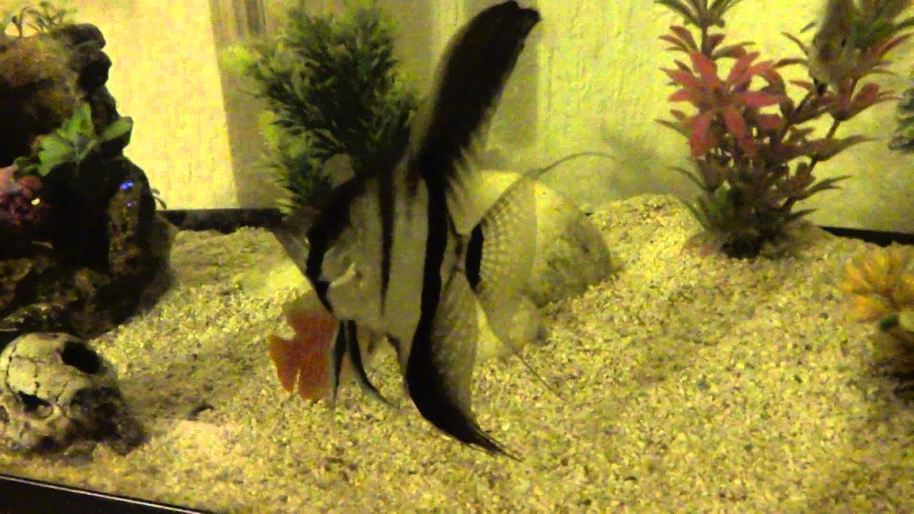 Angel Fish in a Tropical Aquarium - HD - YouTube