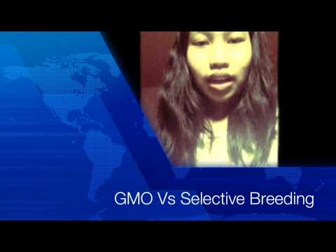 GMO Vs Selective Breeding - YouTube