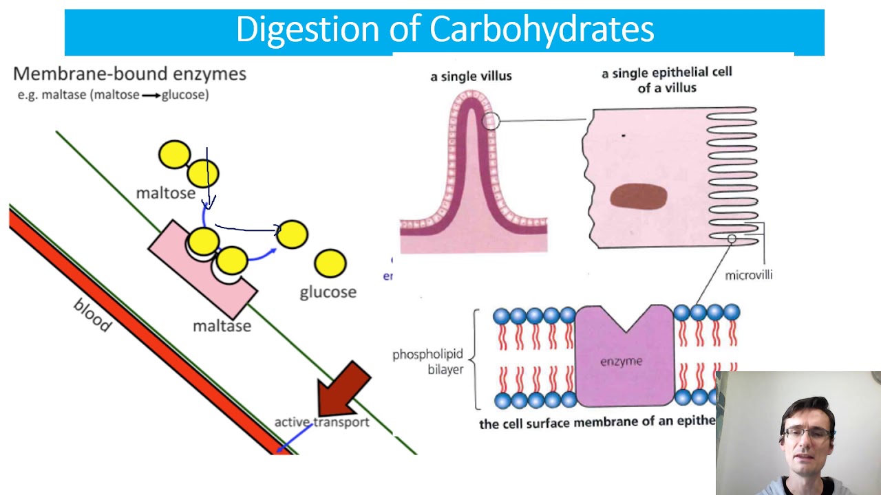 Mr Phillips A Level Biology 3.4: Carbohydrate Digestion - YouTube