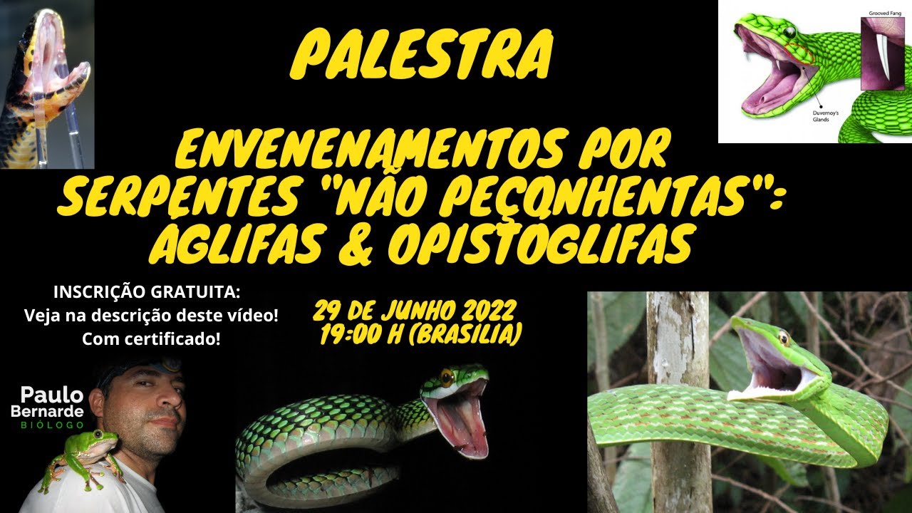 PALESTRA ENVENENAMENTOS POR SERPENTES "NÃO PEÇONHENTAS": ÁGLIFAS ...
