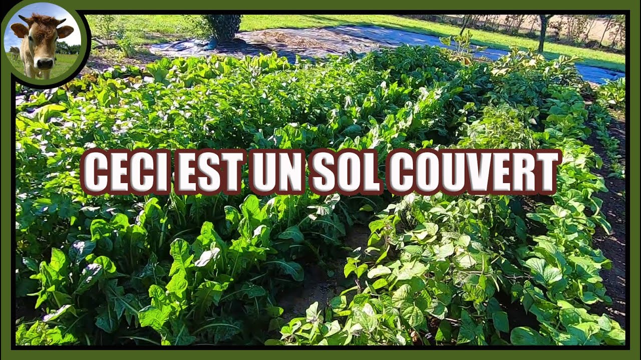 Suivi de culture 19.09.22 Je sème sur sol nu ️ Grrr !👿 Mais je cultive ...