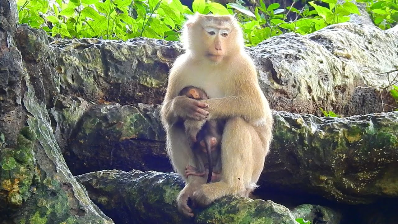 Mummy Rose look so sadness without her daughter Rainbow - YouTube