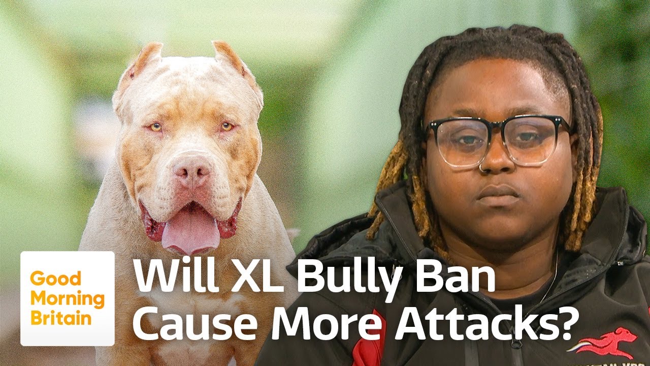 XL Bully Ban: Will the New Rules Lead to More Attacks? | Good Morning ...