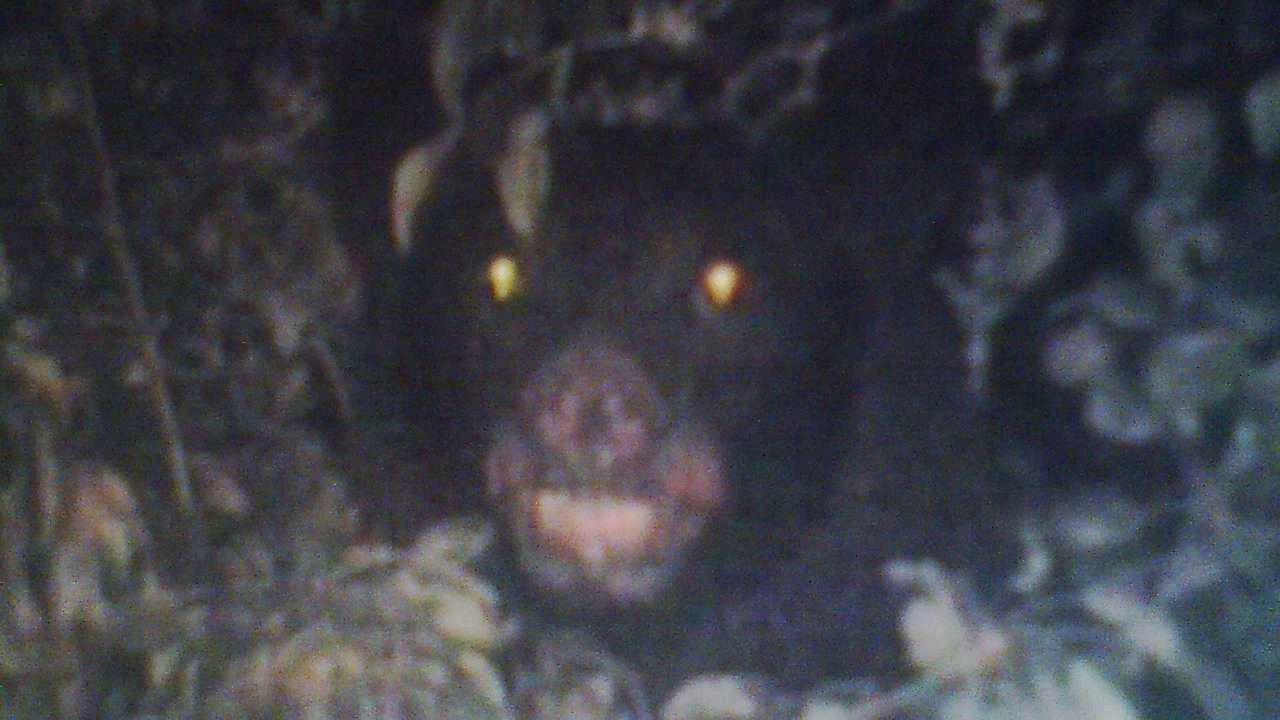 Bigfoot up close at night - YouTube