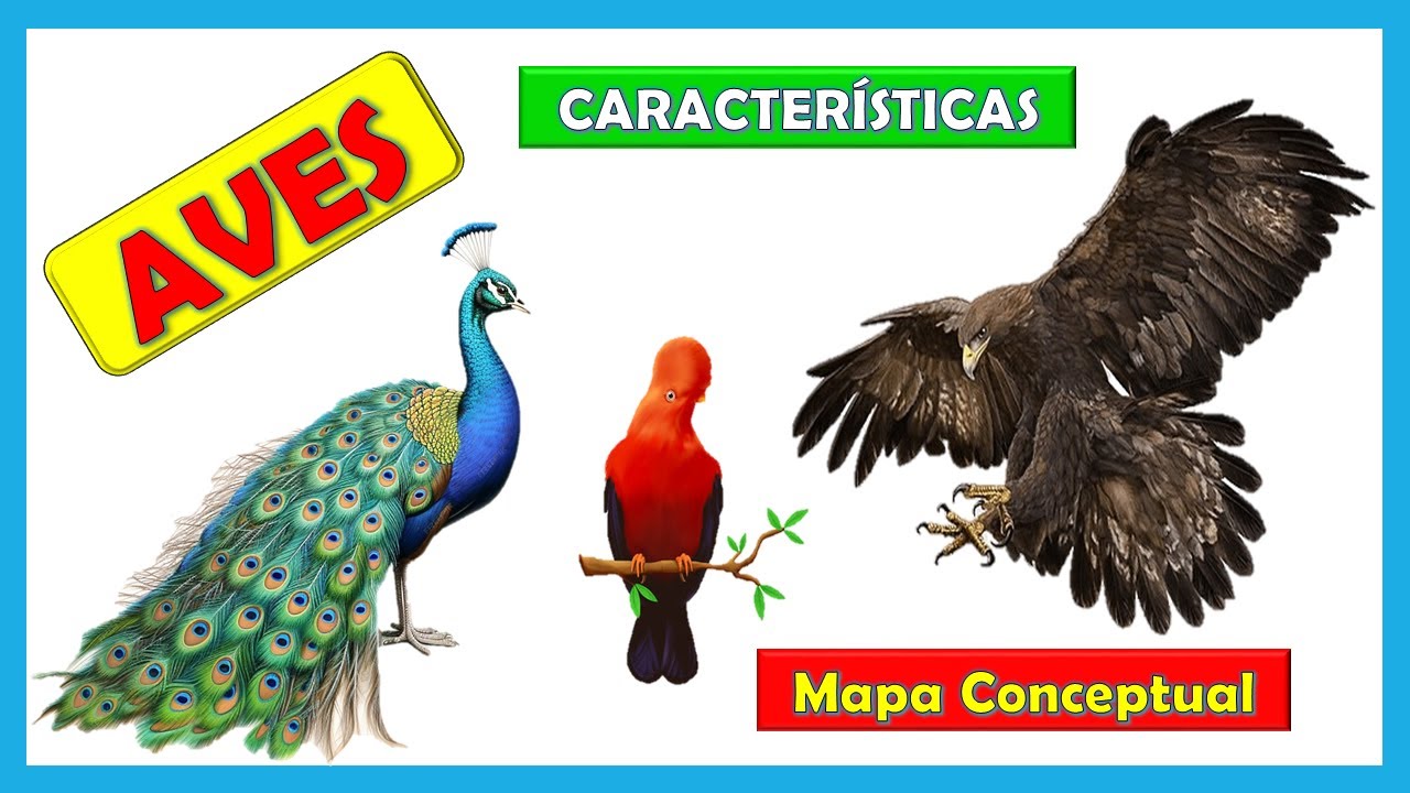 LAS AVES _ CARACTERISTICAS _ MAPA CONCEPTUAL - YouTube