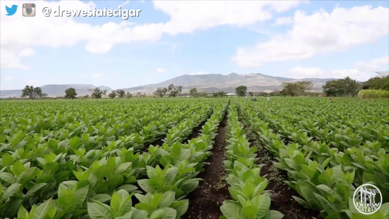 Cigar Safari 2015 : Davidus Cigars - YouTube