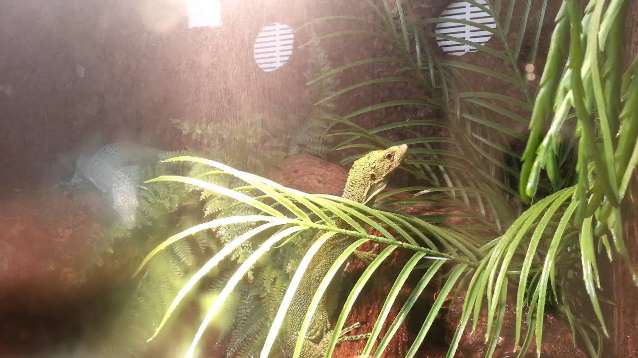 Biak Tree Monitor (V.Kordensis) Misting and Drinking - YouTube