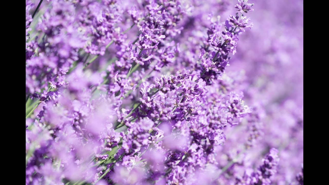 Kent Lavender Fields - YouTube