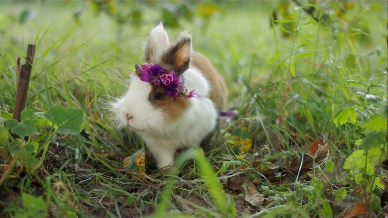 summer 2017 | królik miniaturka | rabbit - YouTube