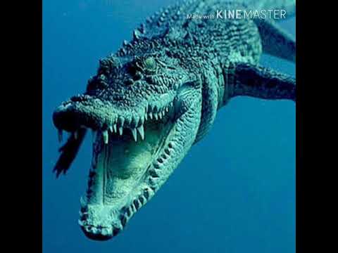 African Crocodile Roar 🐊 🔊 - YouTube