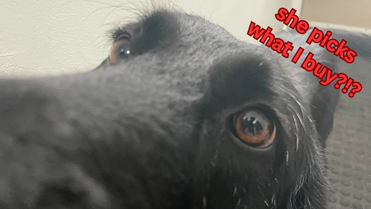 My dog picks what Pokémon cards I MUST buy!!! - YouTube