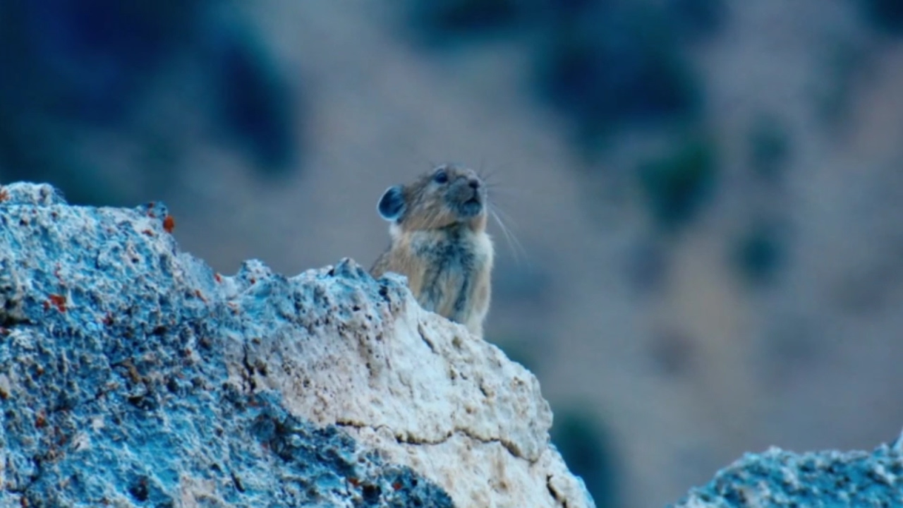 Pika featured on NatGeo Years of Living Dangerously - YouTube