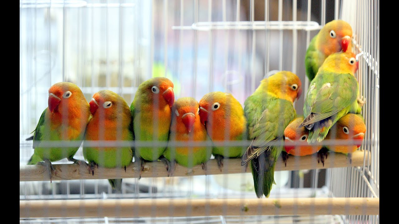 Mid State Bird Mart - YouTube