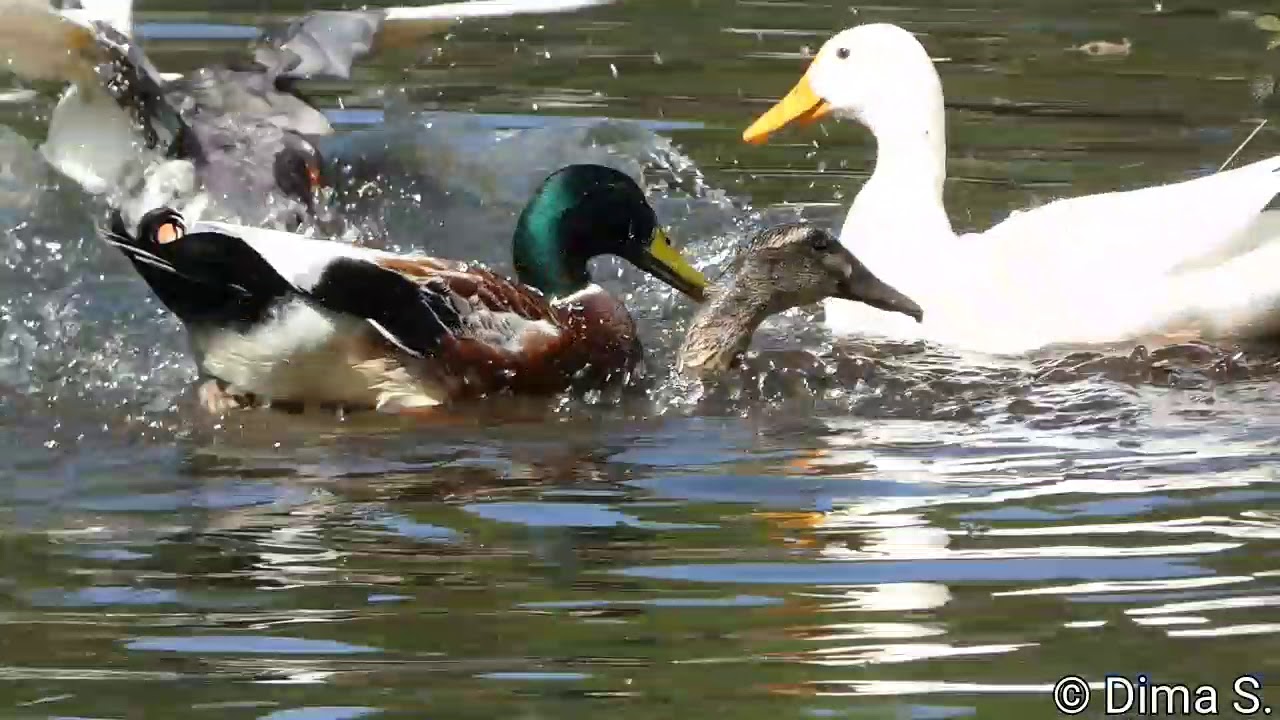 Domestic Ducks fighting to mate with female - Massenvergewaltigung ...