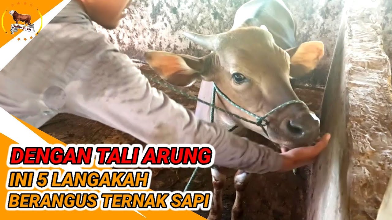 CARA MEMBERANGUS SAPI - CARA MEMASANG TALI KEPALA SAPI - YouTube