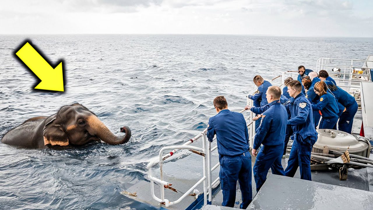 Sailors Discovered a Drowning Elephant in the Ocean, What Happened Next ...