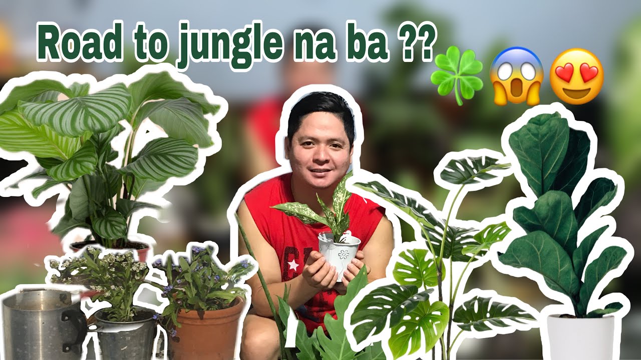 Collection of Plants | Plantito - YouTube