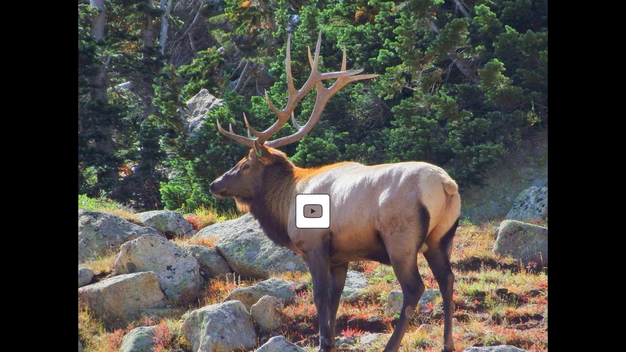Majestic Bull Elk on the Move - YouTube