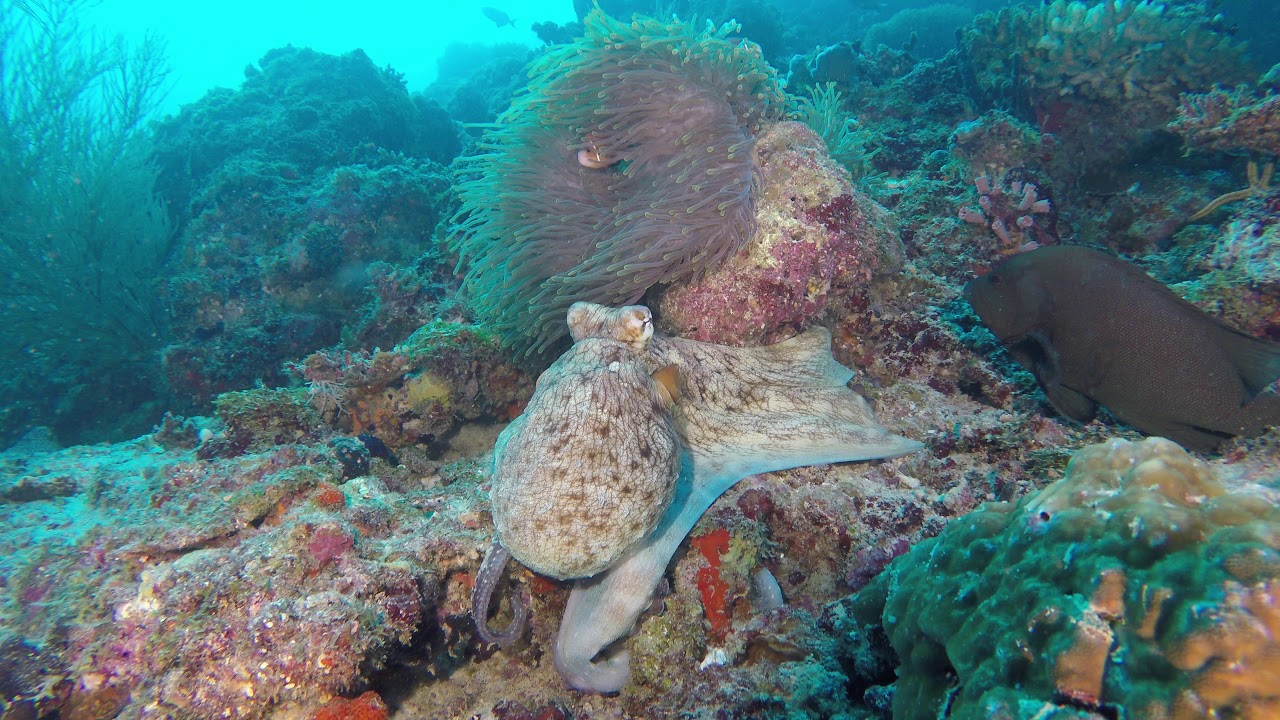 Octopus and grouper hunting together - YouTube