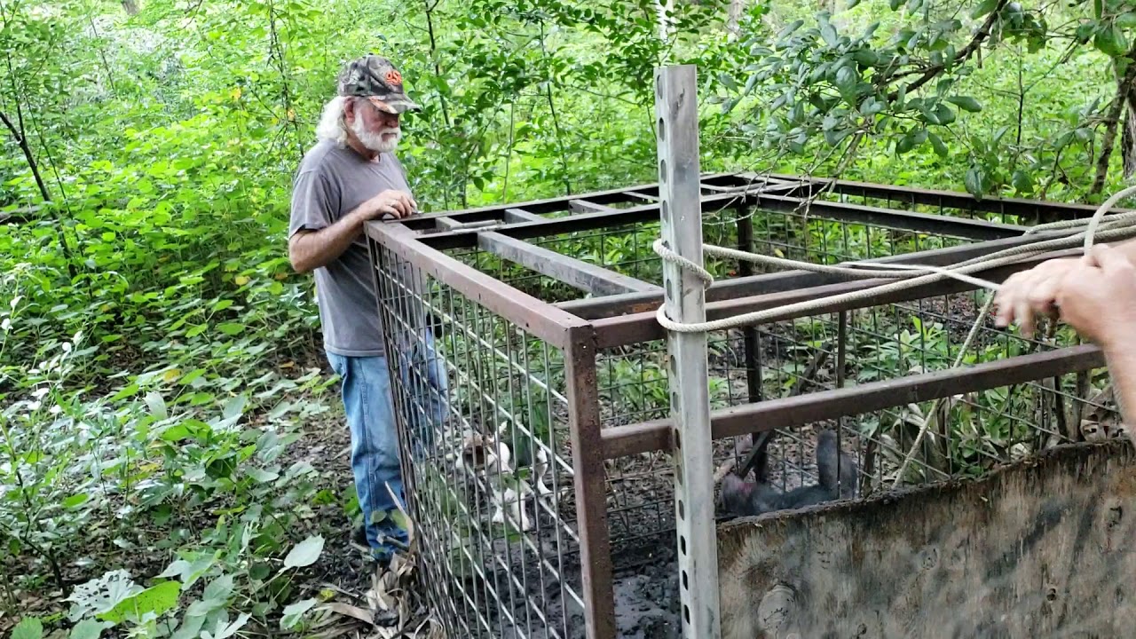 Trapping Feral Hogs