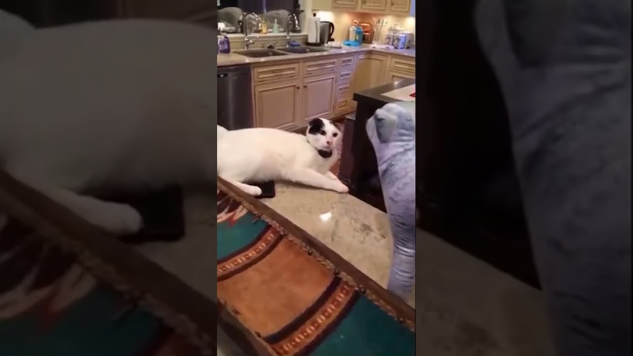 Cat scream - YouTube