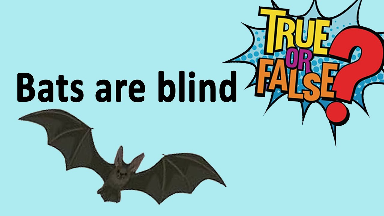 True or False Quiz: Can You Separate Fact from Fiction? - YouTube