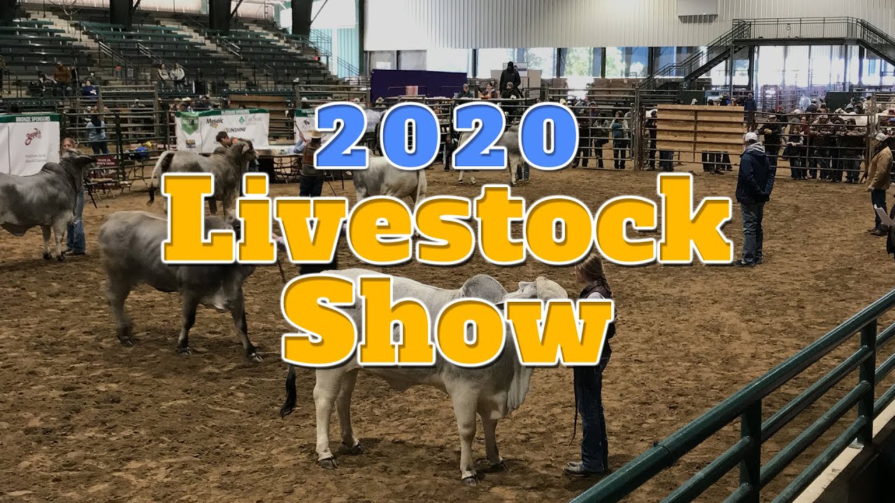 2020 LSU Livestock Show - YouTube
