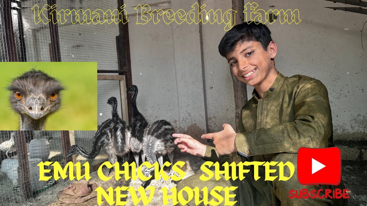 Emu chicks Shifting mud cage - YouTube
