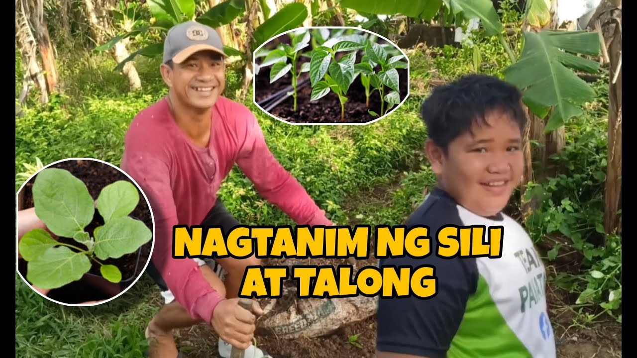 Nagtanim ng Sili at Talong plus Gardening / Dudotskie TV - YouTube