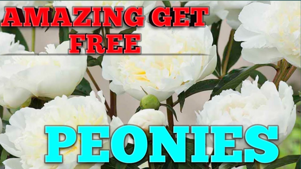 FREE POENYS BY DIVIDING AND REPLANTING PEONY FLOWERS WHITE - YouTube