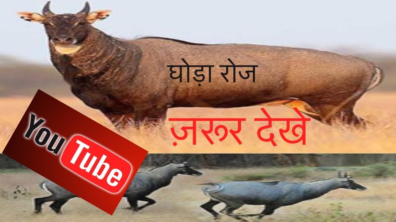 Neel Cow - YouTube